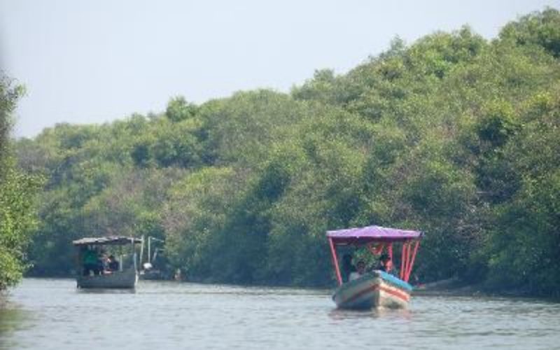 Begini Konsep Kebun Raya Mangrove di Gunung Anyar dan Medokan Sawah ...